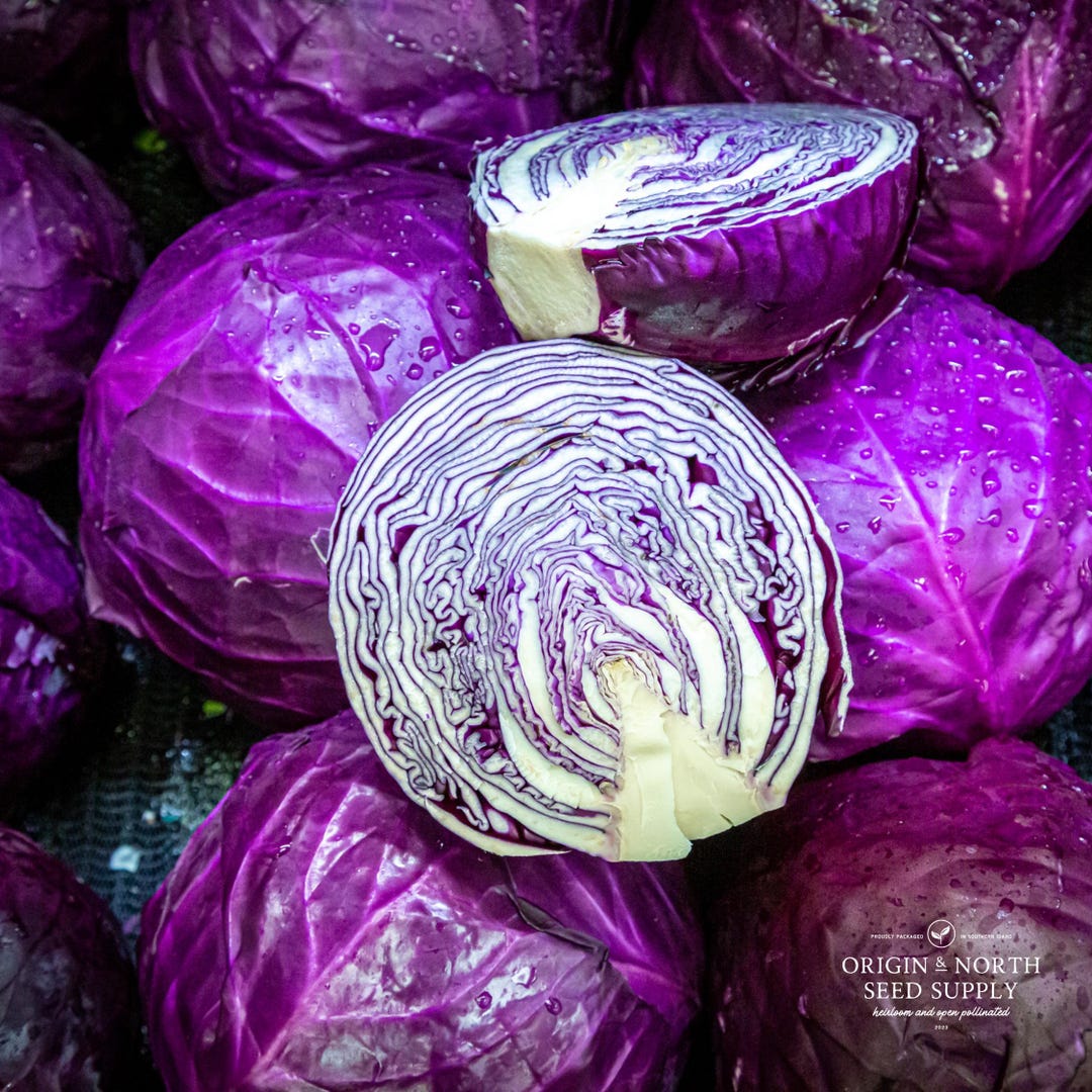 Cabbage Red Acre X 100 Seeds - Etsy