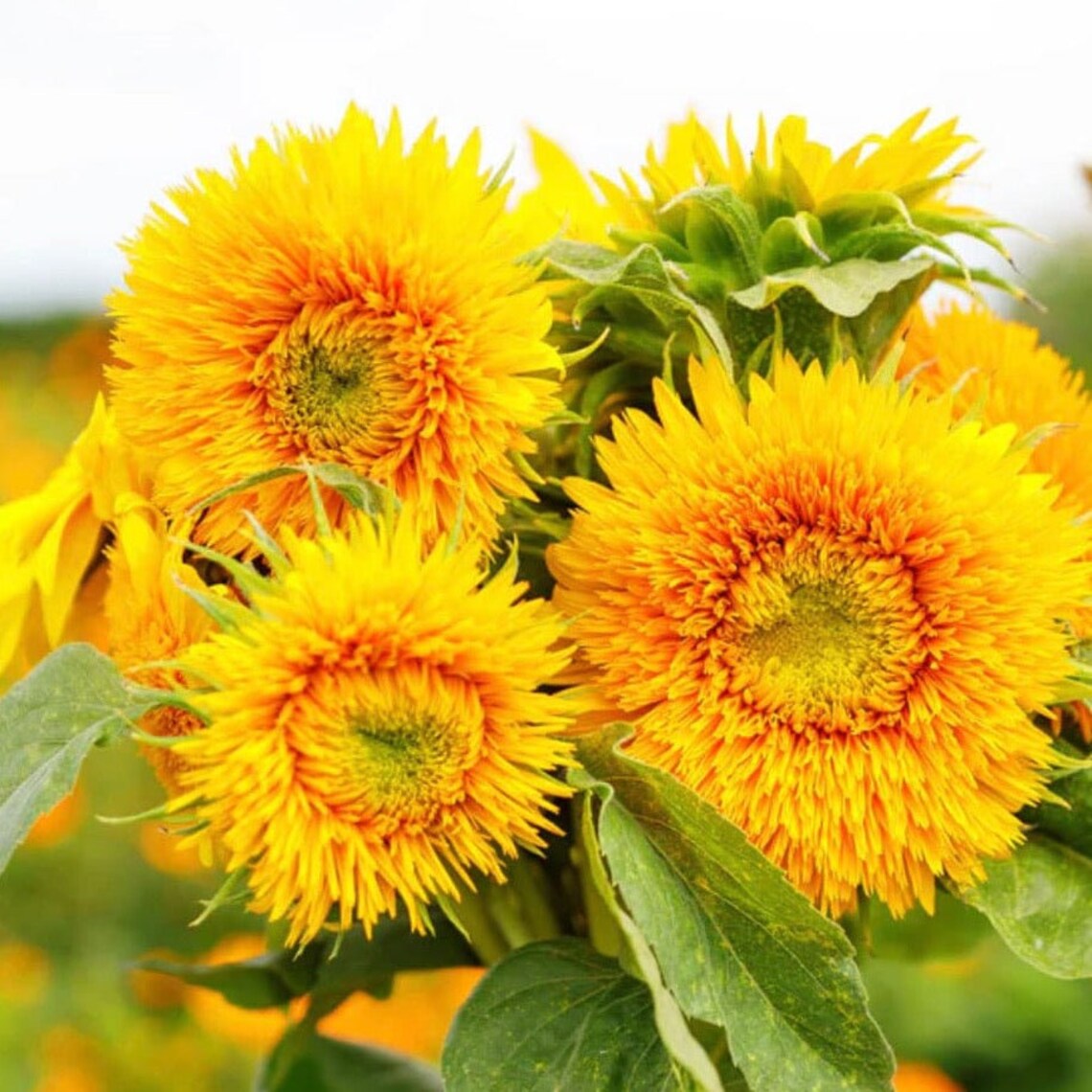 Dwarf Sungold Sunflower Seeds - Etsy