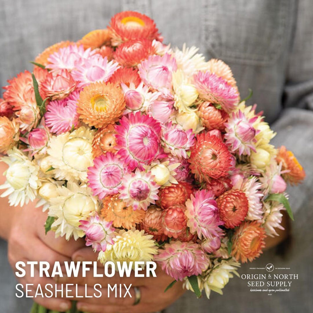 Seashell Mix Strawflower Seeds, 25 Heirloom Flower Seeds - Etsy