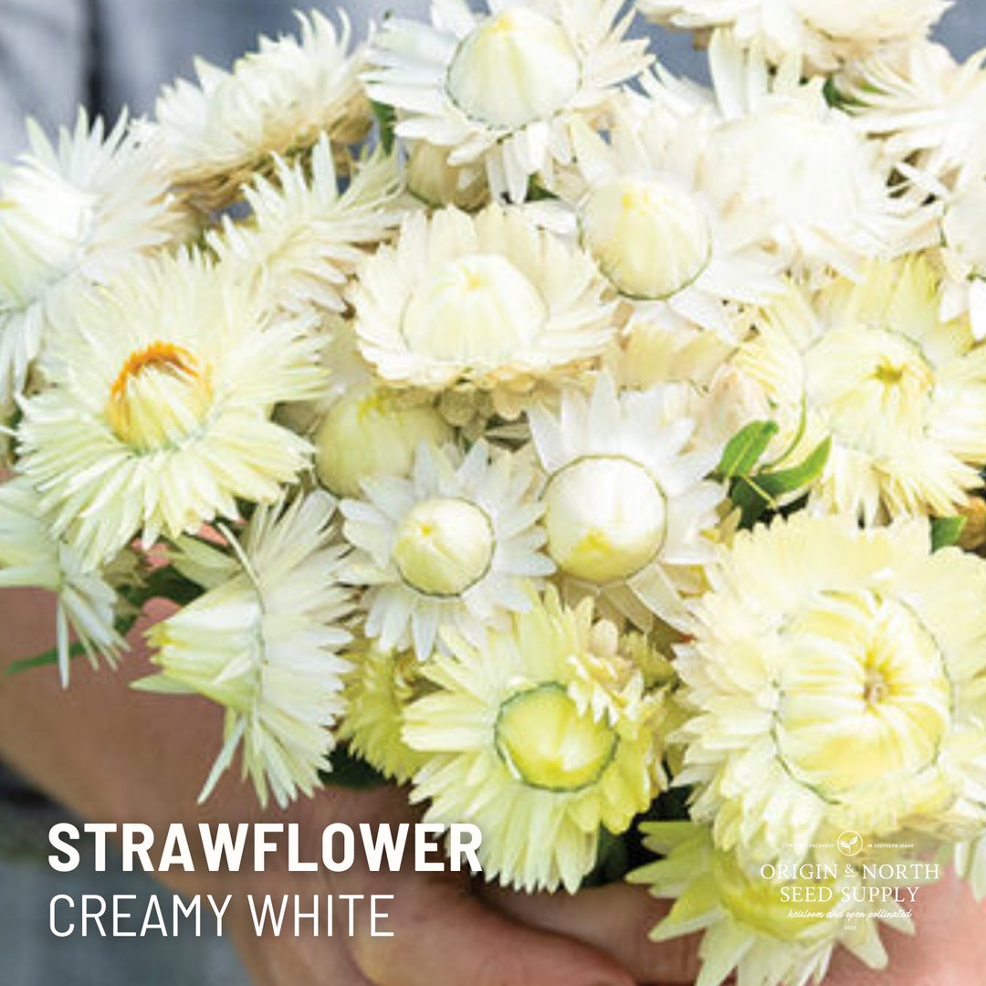 Strawflower Creamy White X 25 Seeds - Etsy