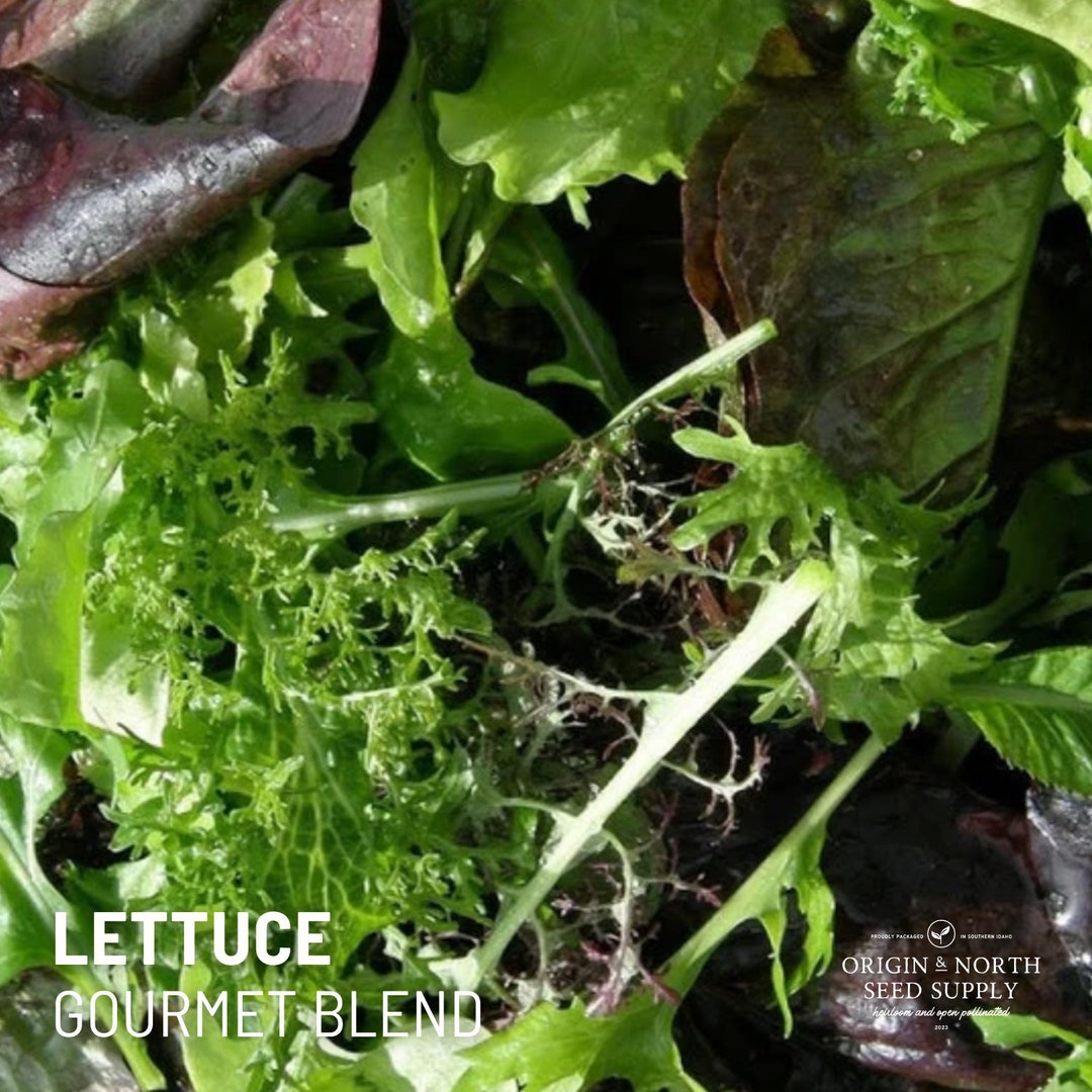 Lettuce Gourmet Salad Blend X 200 Seeds - Etsy