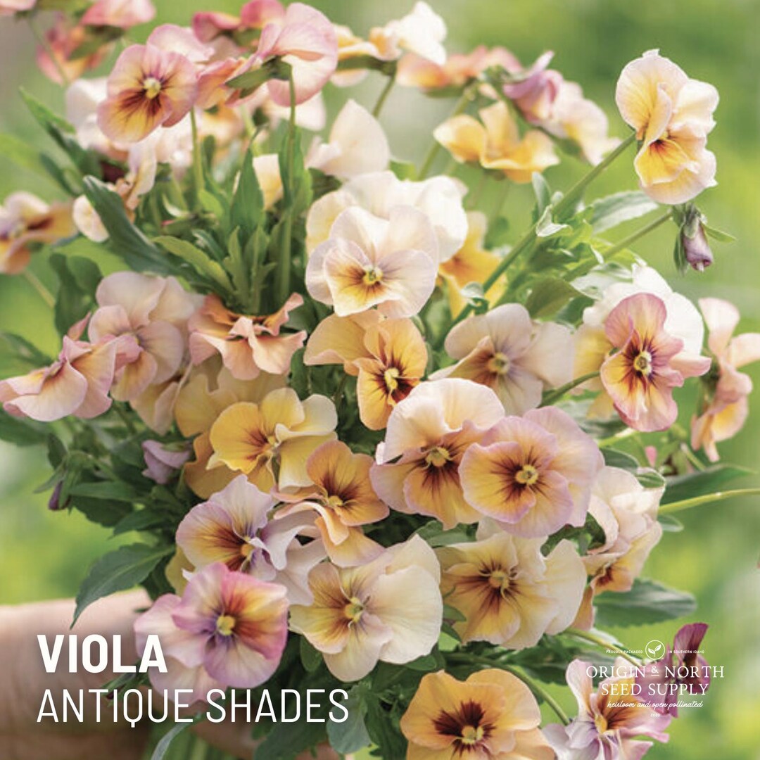 Viola Antique Shades X 25 Seeds - Etsy