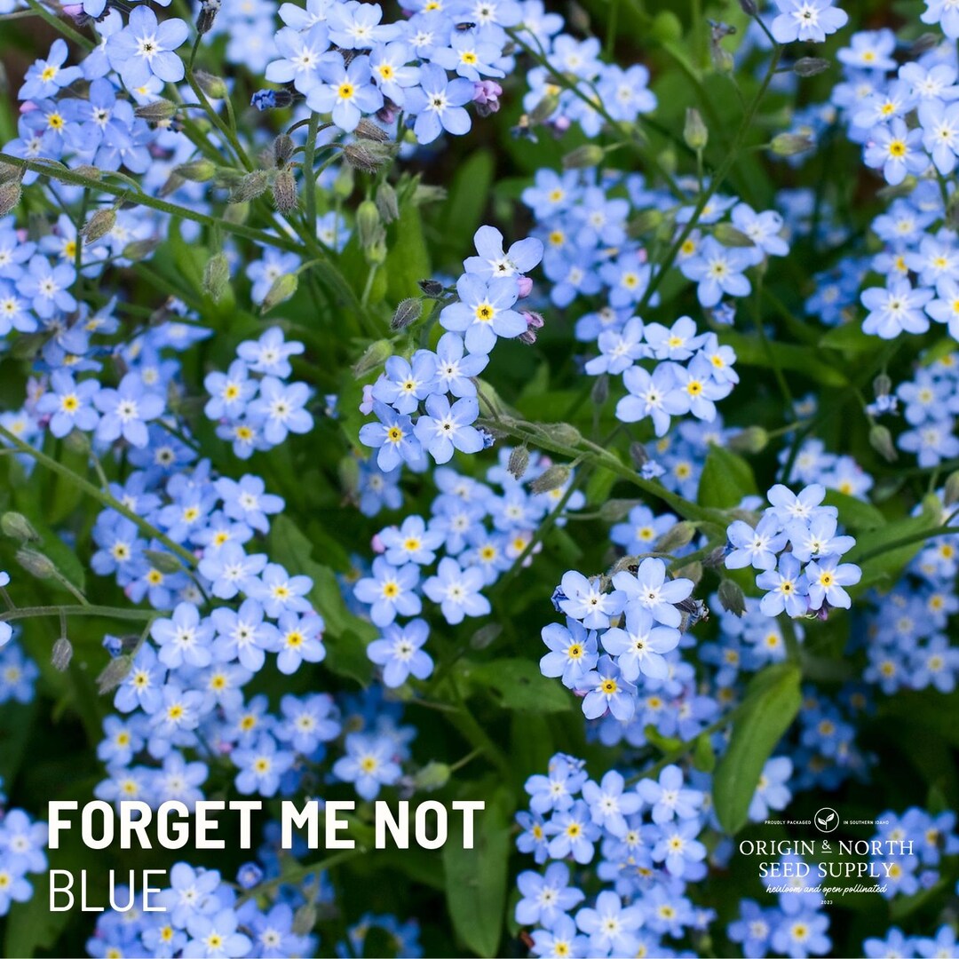 Forget Me Not X 100 Seeds - Etsy