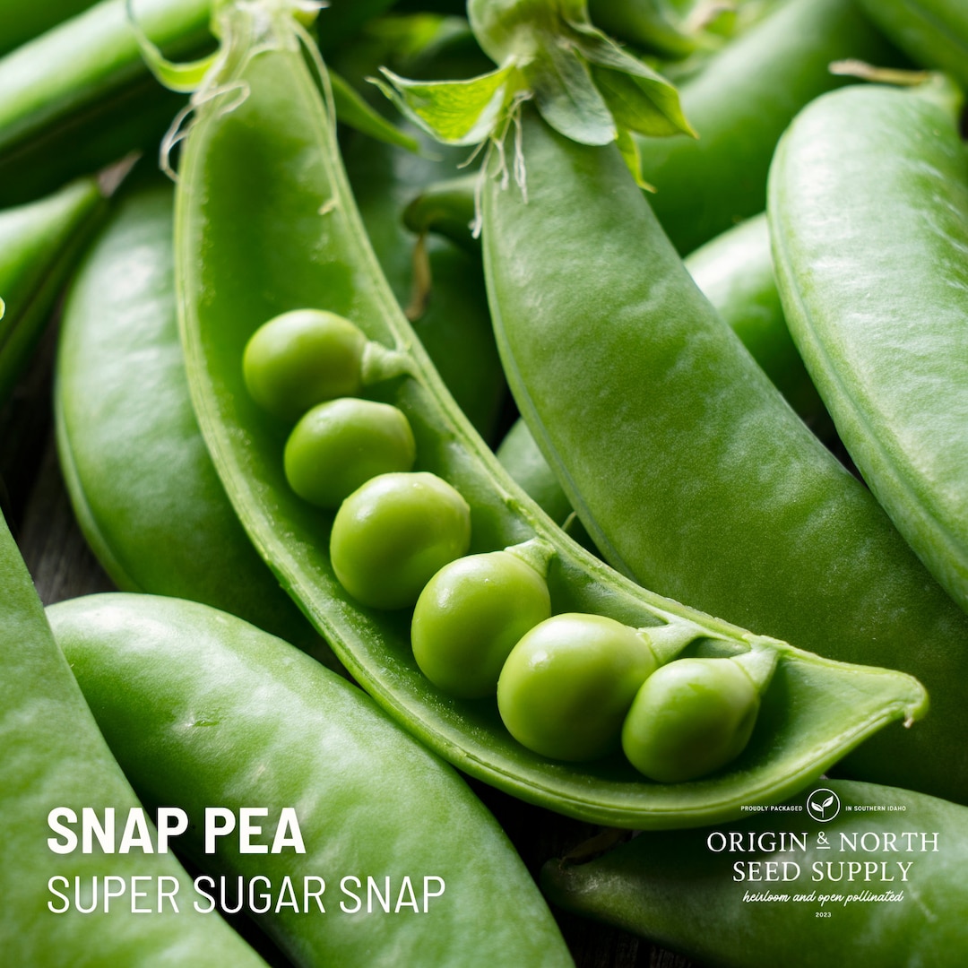 Peas Super Sugar Snap X 50 Seeds - Etsy
