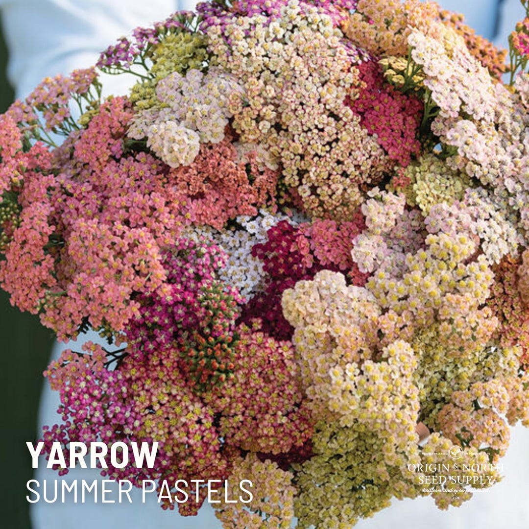 Summer Pastels Yarrow Mix - 50 Seeds, Heirloom Flower Seeds - Etsy