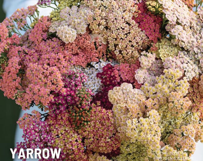 Yarrow Summer Pastels Mix X 50 Seeds - Etsy