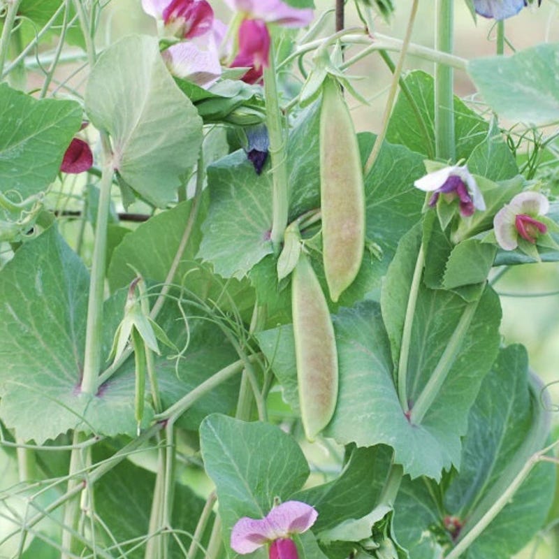 originandnorth - Etsy