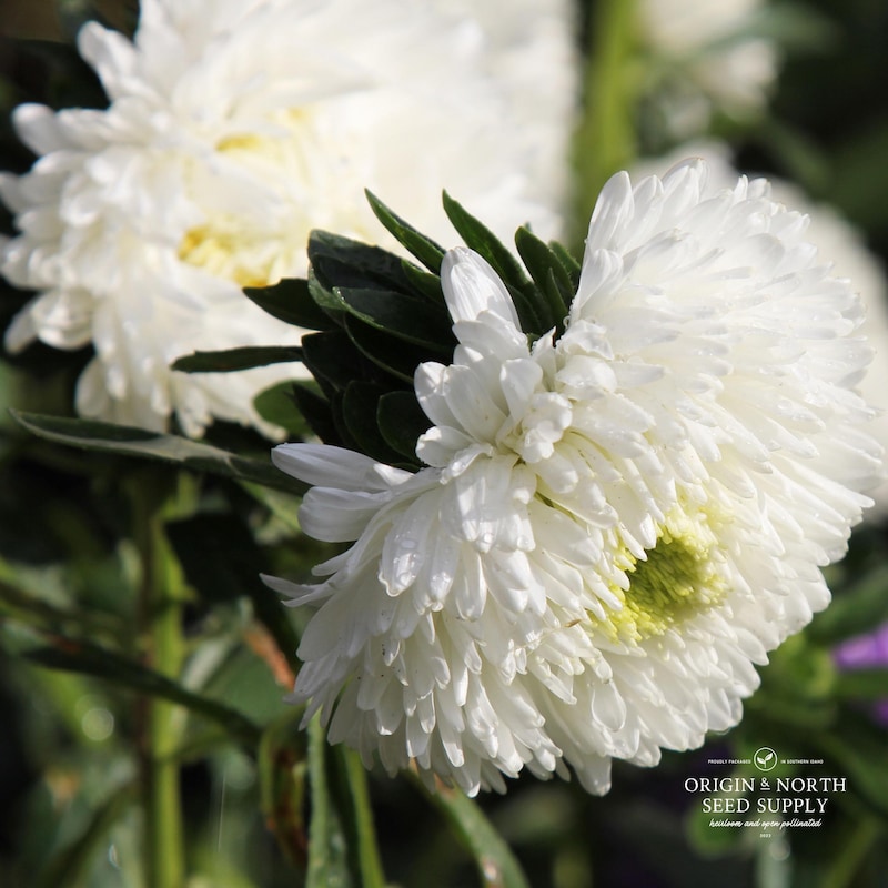 originandnorth - Etsy