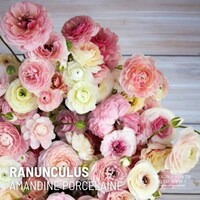 Ranunculus - Etsy