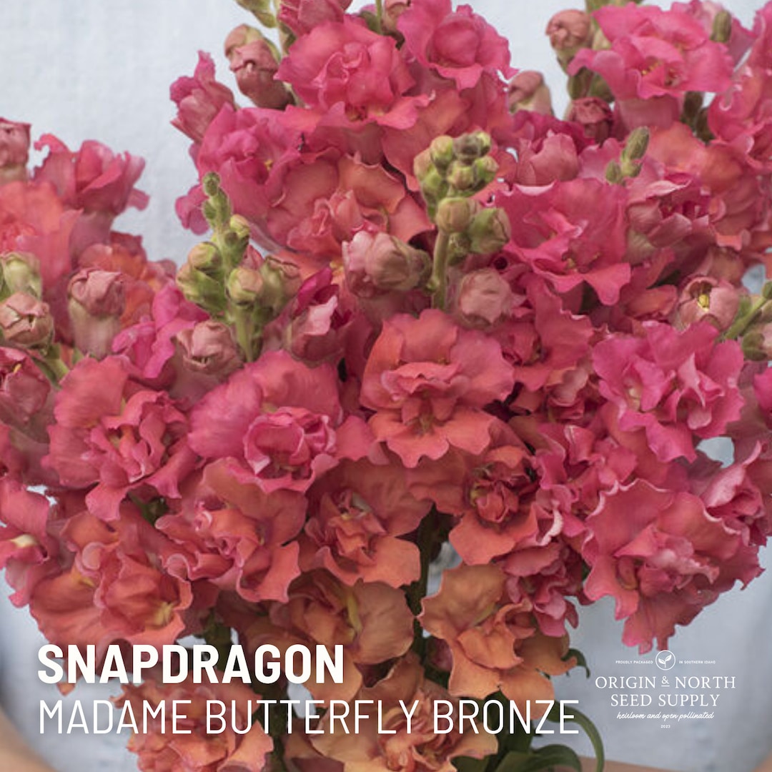 Snapdragon Madame Butterfly Bronze X 25 Seeds - Etsy