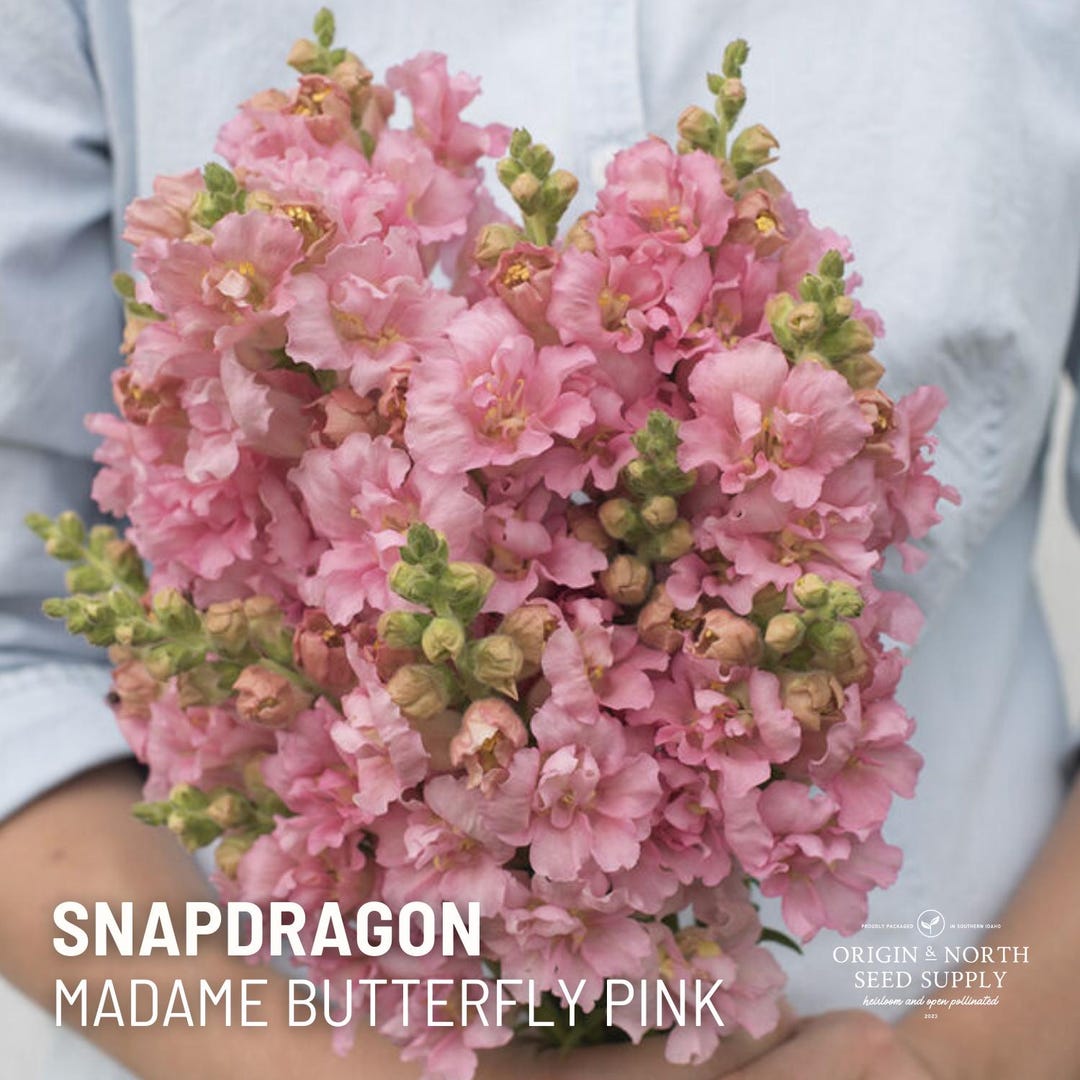 Madame Butterfly Pink Snapdragon 25 Seeds, Cut Flower Seeds - Etsy