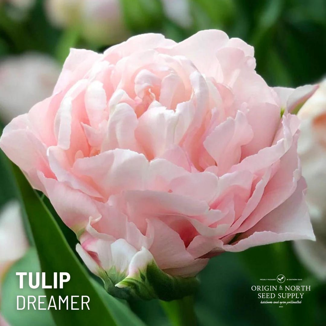 Dreamer Double Tulip Bulbs, Cut Flower Bulbs, PRE-ORDER - Etsy