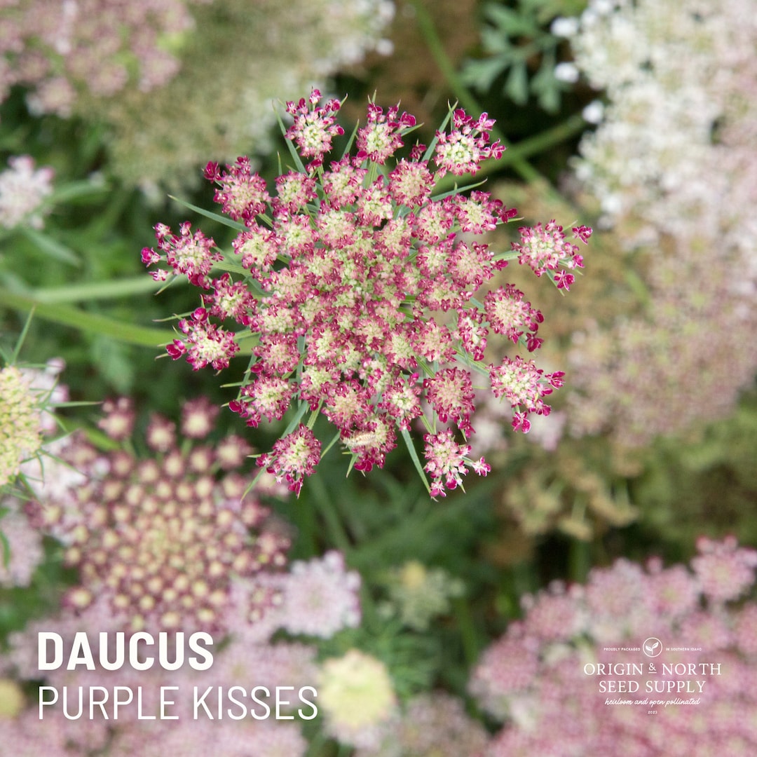 Daucus Purple Kisses X 50 Seeds - Etsy