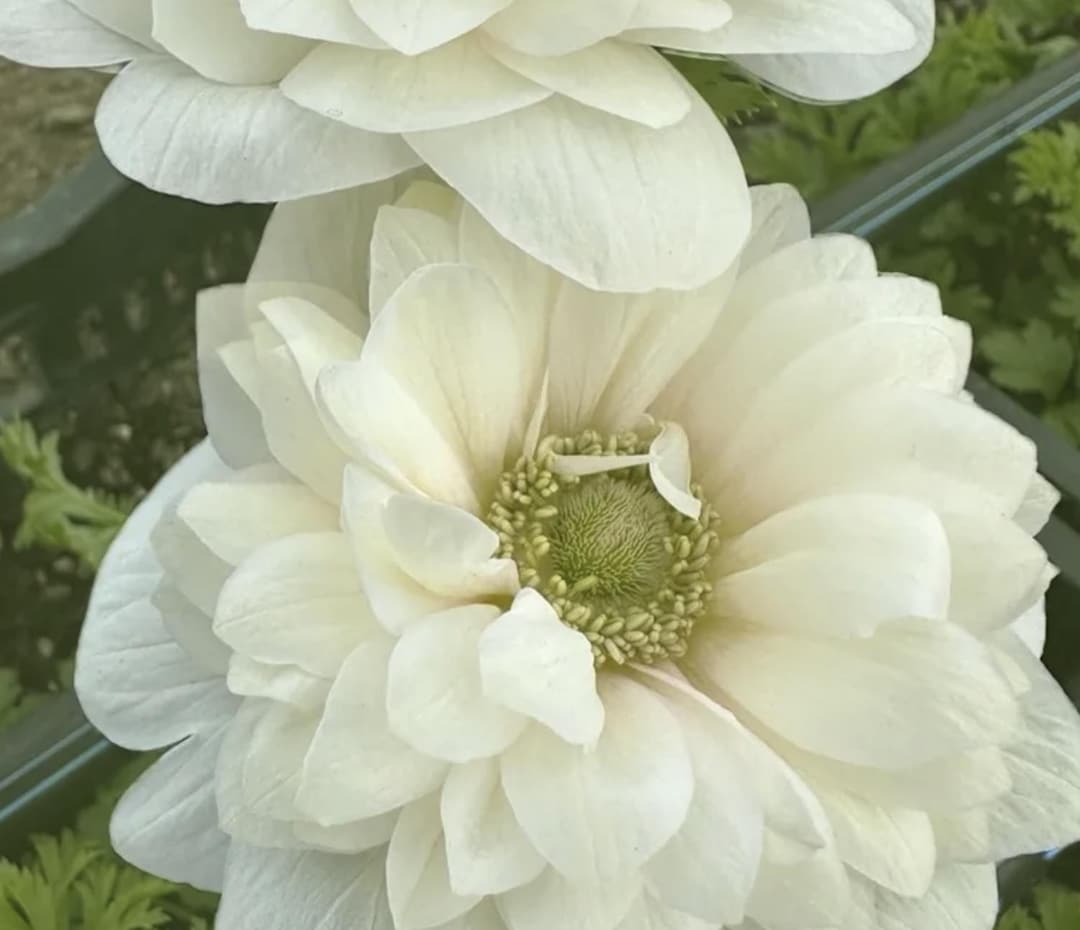 Levante Bianco Anemone Corms, Cut Flower Bulbs - Etsy