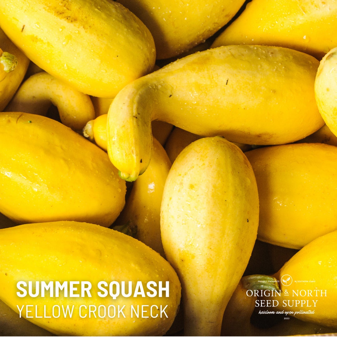 Yellow Crook Neck Squash - 15 Seeds - Non-gmo Vegetable Seeds - Etsy