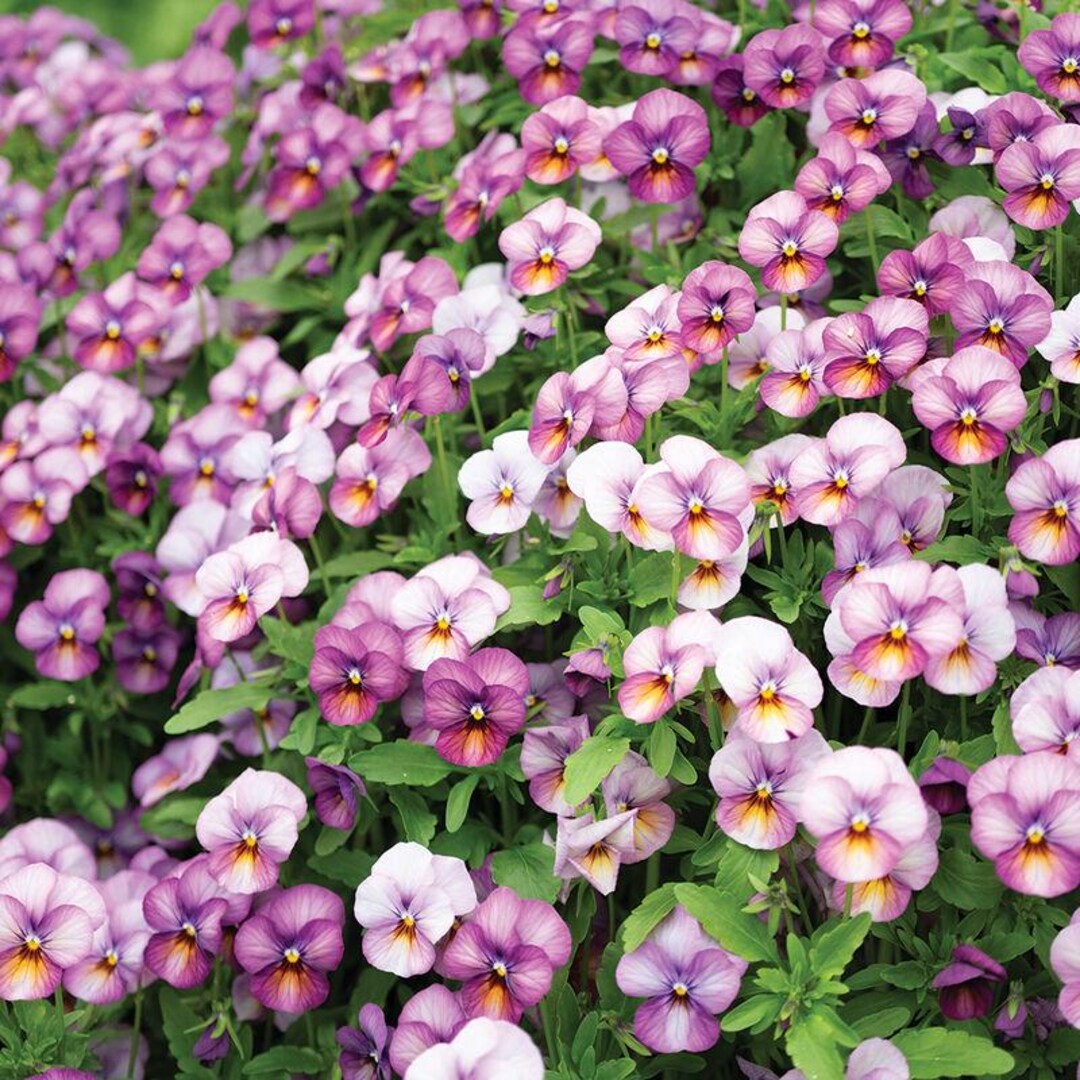 Viola Plum Antique X 25 Seeds - Etsy