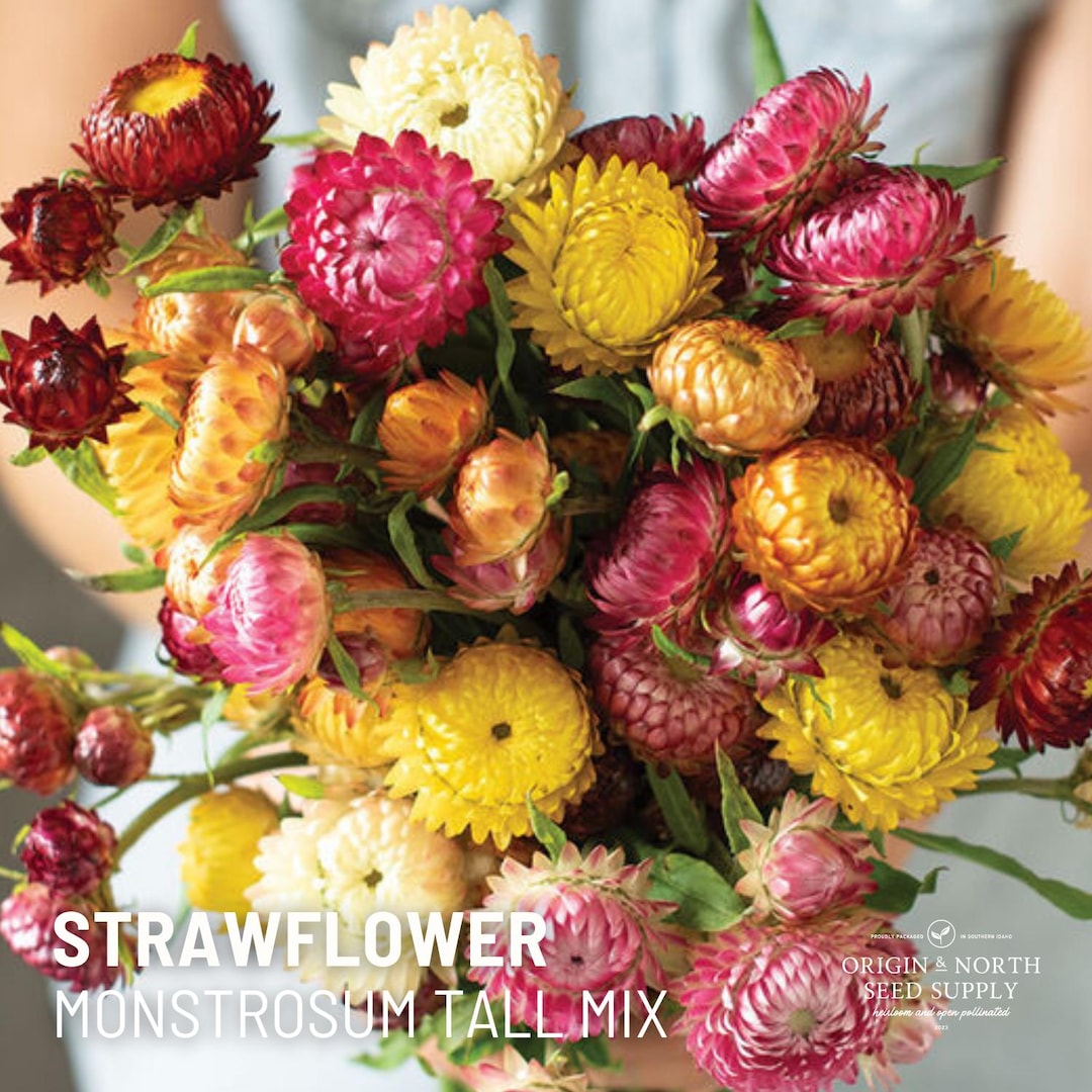 25 Monstrosum Tall Mix Strawflower Seeds, Heirloom Flower Seeds - Etsy