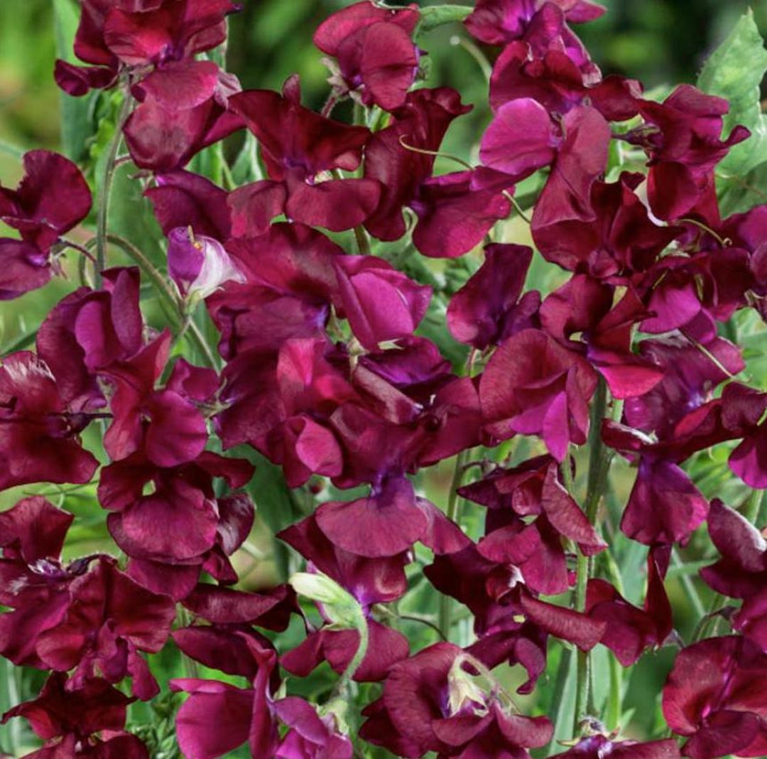 Sweet Pea Royal Maroon X 20 Seeds - Etsy
