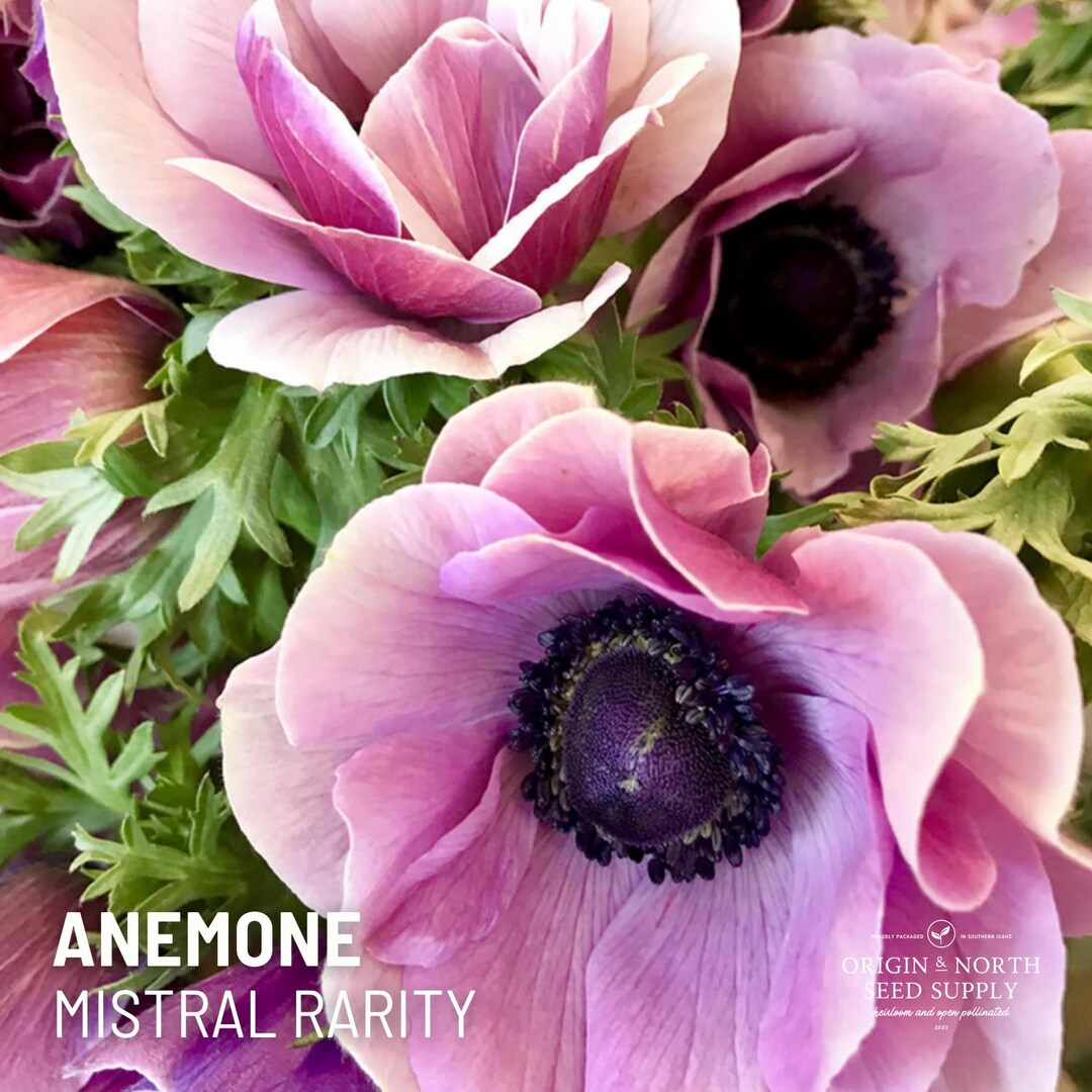 Anemone - Mistral Rarity - Etsy