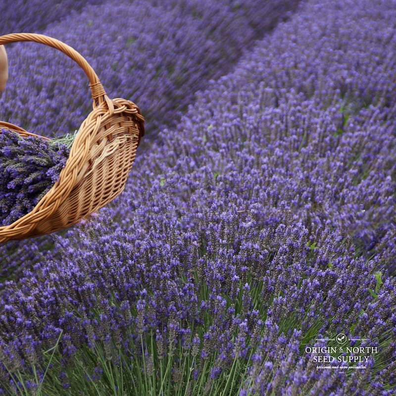 originandnorth - Etsy