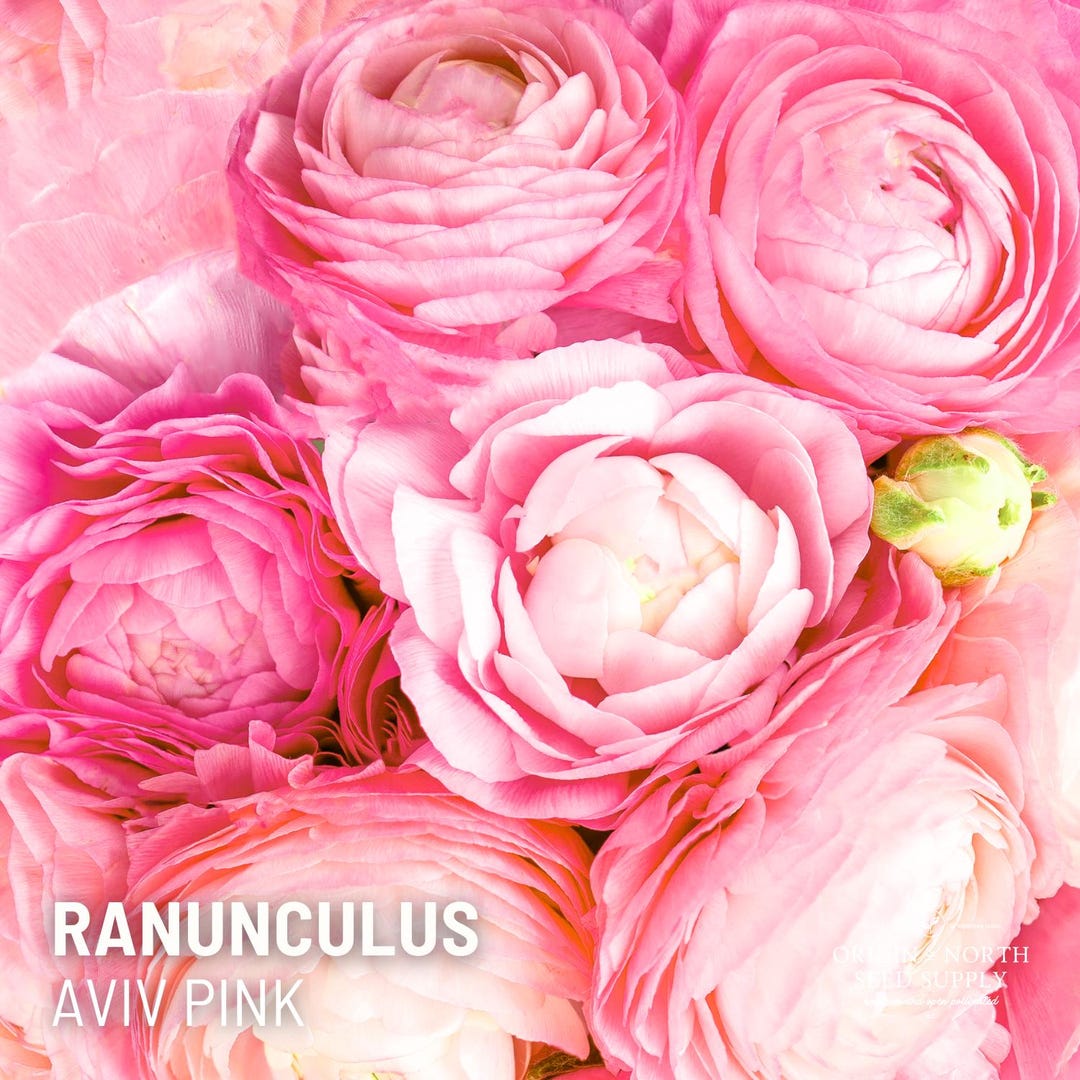 Aviv Pink Ranunculus Corms, Cut Flower Seeds, PRE-ORDER - Etsy