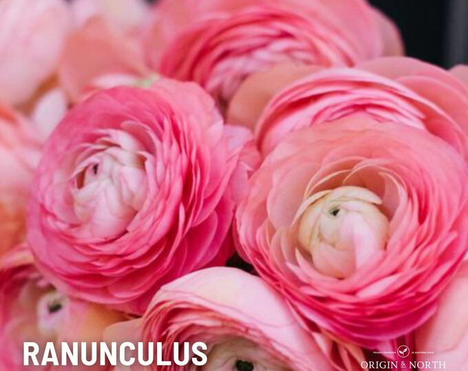 Tecolote Pink Ranunculus Corms, Cut Flower Seeds - Etsy