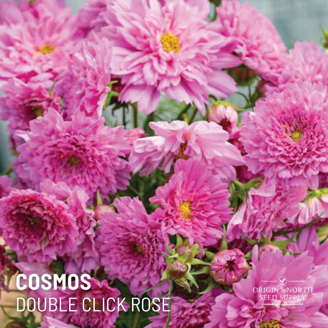 Cosmos Double Click Rose X 25 Seeds - Etsy