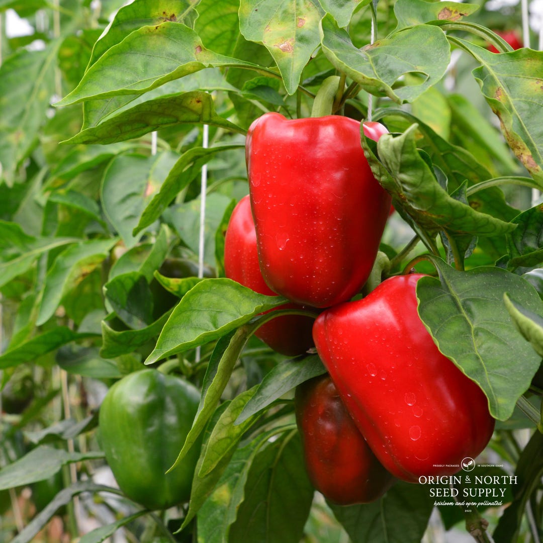 Pepper New Ace Sweet Pepper X 10 Seeds - Etsy