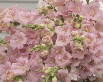 Double Frappe Light Pink Snapdragon Seeds - 25 Seeds - Etsy
