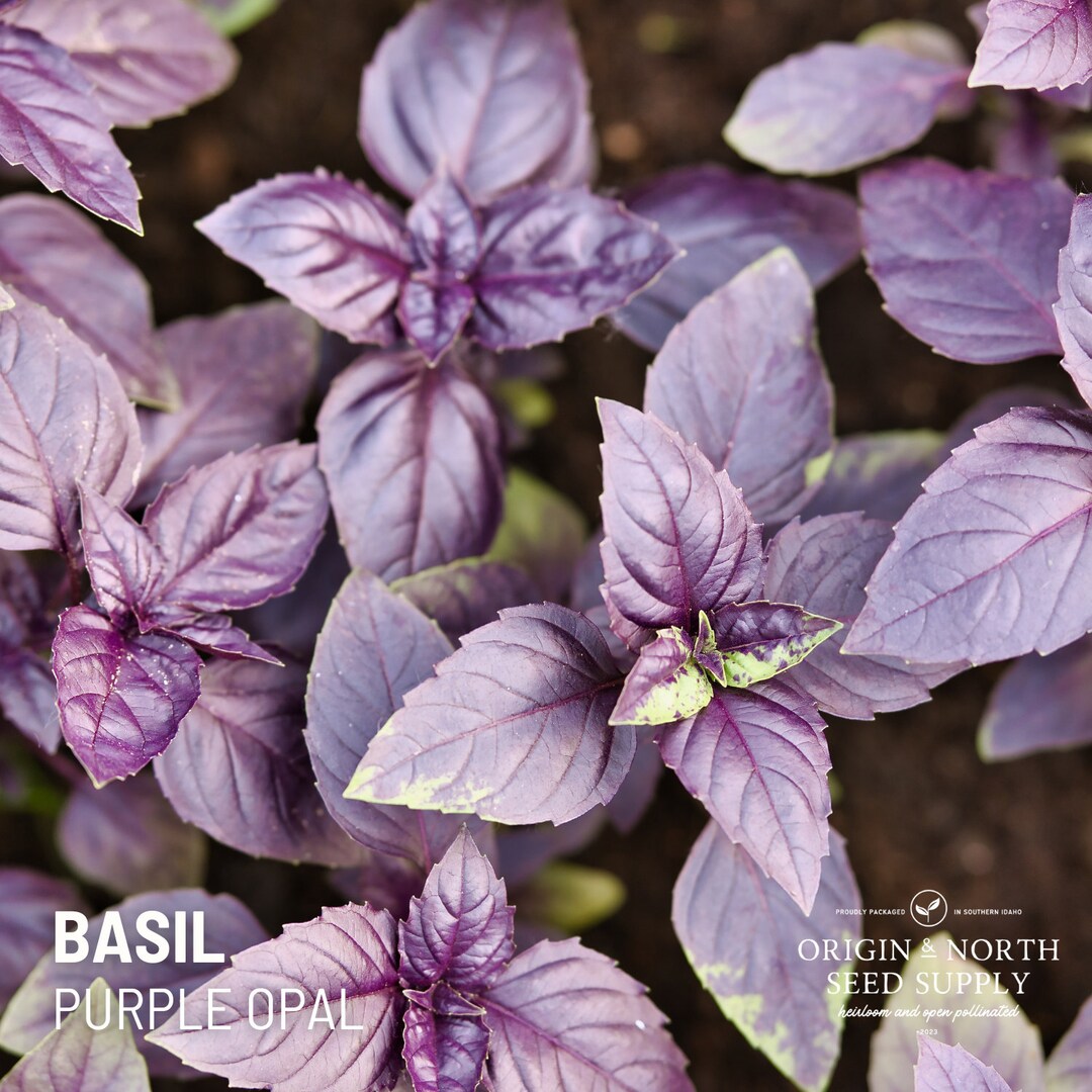 Dark Opal Basil 200 Seeds Non-gmo Herb Seeds - Etsy