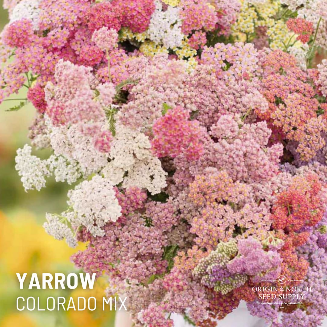 Yarrow Colorado Mix X 50 Seeds - Etsy