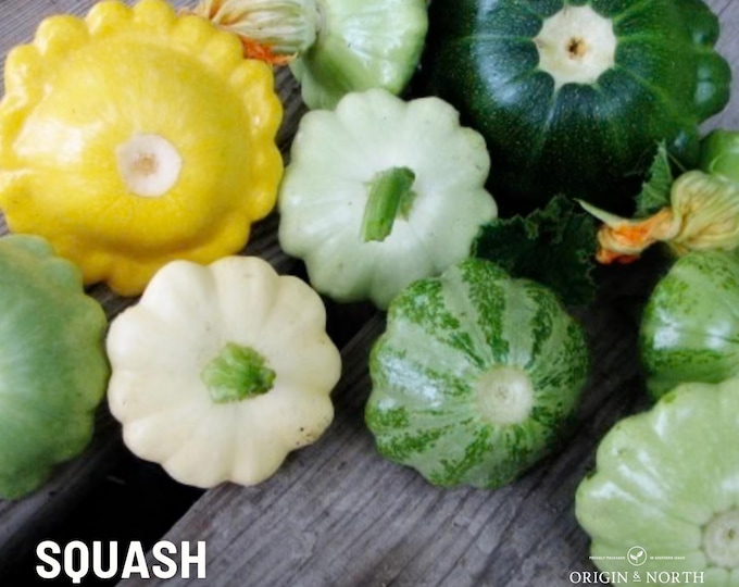 Summer Squash Scallop Mix X 15 Seeds - Etsy