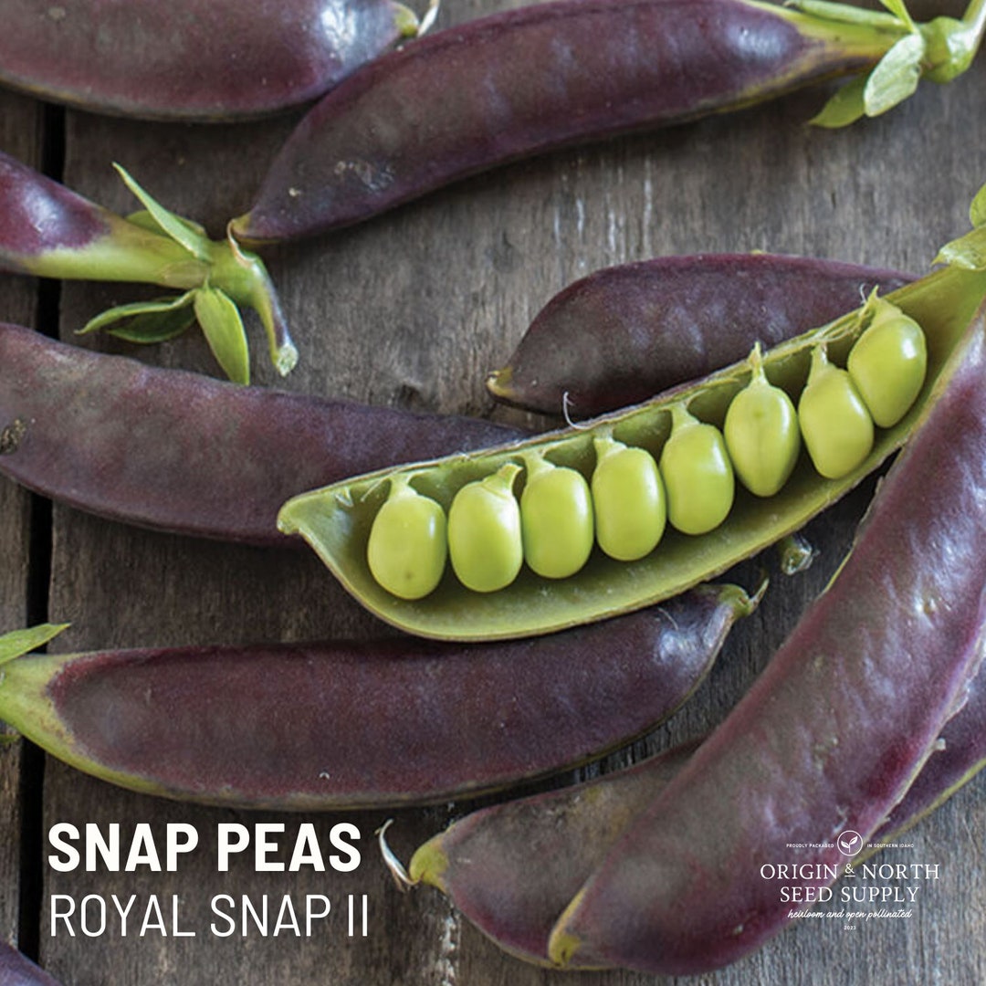 Peas Royal Snap II X 50 Seeds - Etsy