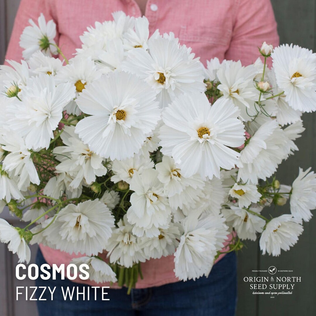 Cosmos Seeds Fizzy White X 25 Seeds - Etsy