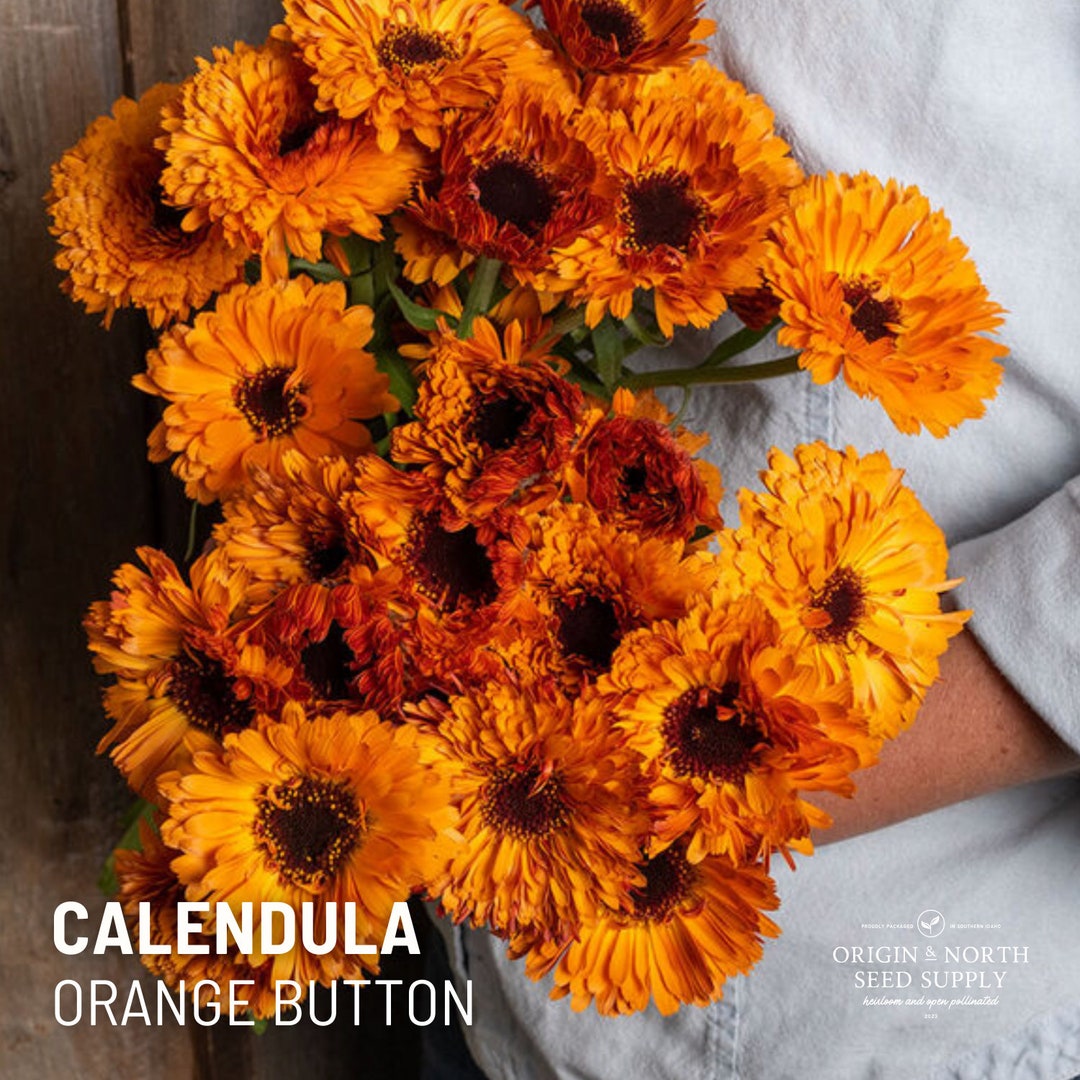 Calendula Orange Button X 25 Seeds - Etsy