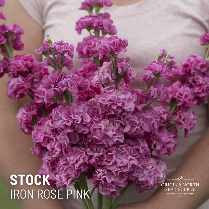 Iron Rose - Etsy