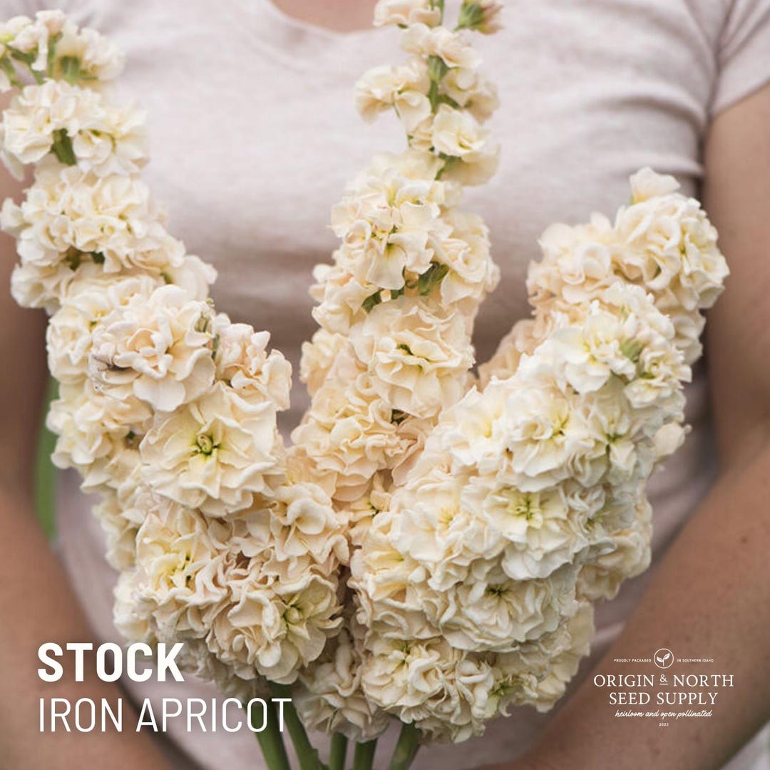 Iron Apricot Stock 25 Seeds, Cut Flower Seeds - Etsy