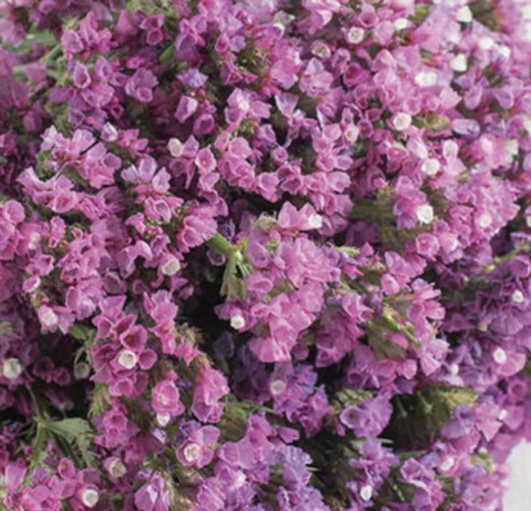 Statice Seeker Rose X 50 Seeds - Etsy