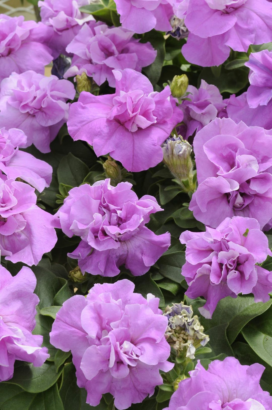 Petunia Double Lavender Seeds, Flower Seeds - Etsy