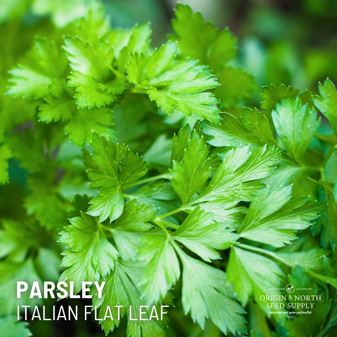 Italian Flat Leaf Parsley 200 Seeds Non-gmo Herb Seeds - Etsy