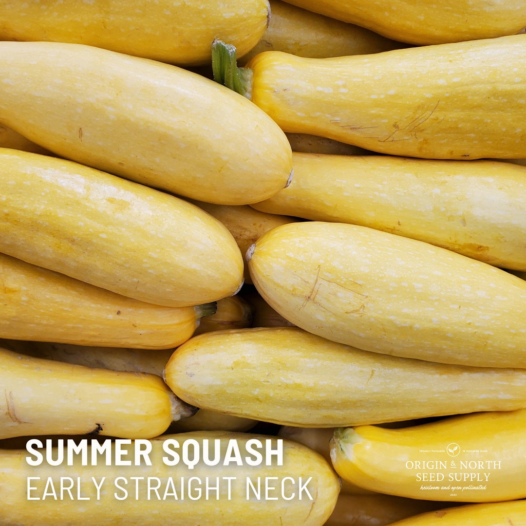 Summer Squash Early Prolific Straight Neck X 20 Seeds - Etsy
