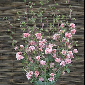 Clarkia Enchantress X 25 Seeds - Etsy