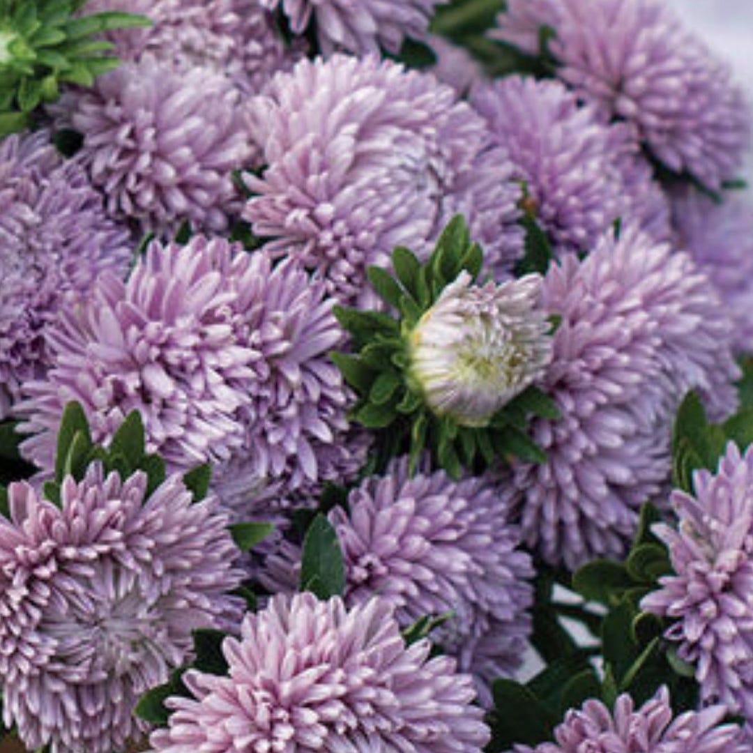Milady Lilac Aster X 25 Seeds, Heirloom Flower Seeds - Etsy
