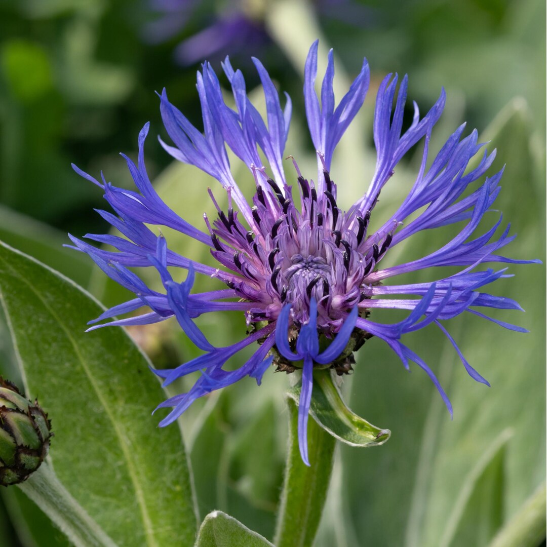 Montana Cornflower X 50 Seeds - Etsy