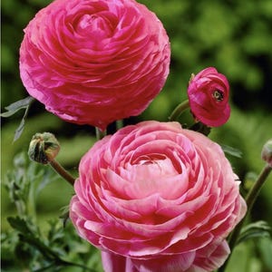 Aviv Pink Ranunculus Corms, Cut Flower Seeds - Etsy