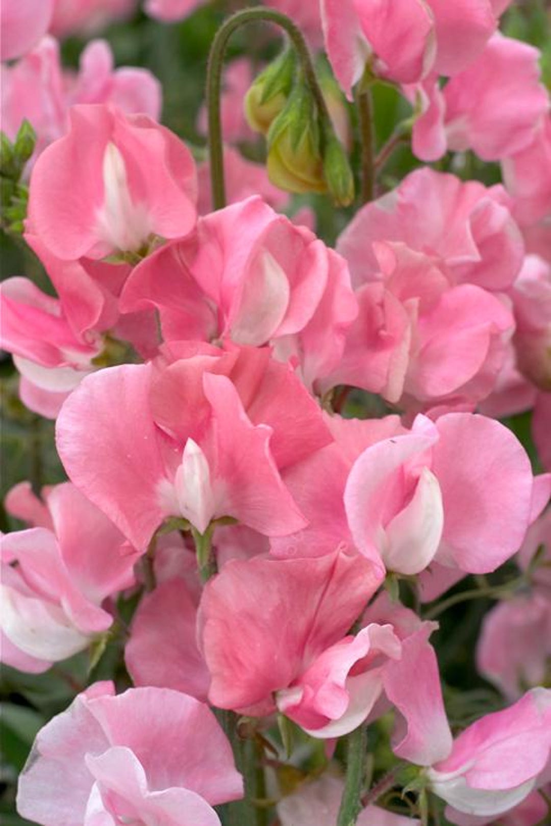 Sweet Pea - Mammoth Rose Pink X 20 Seeds - Etsy