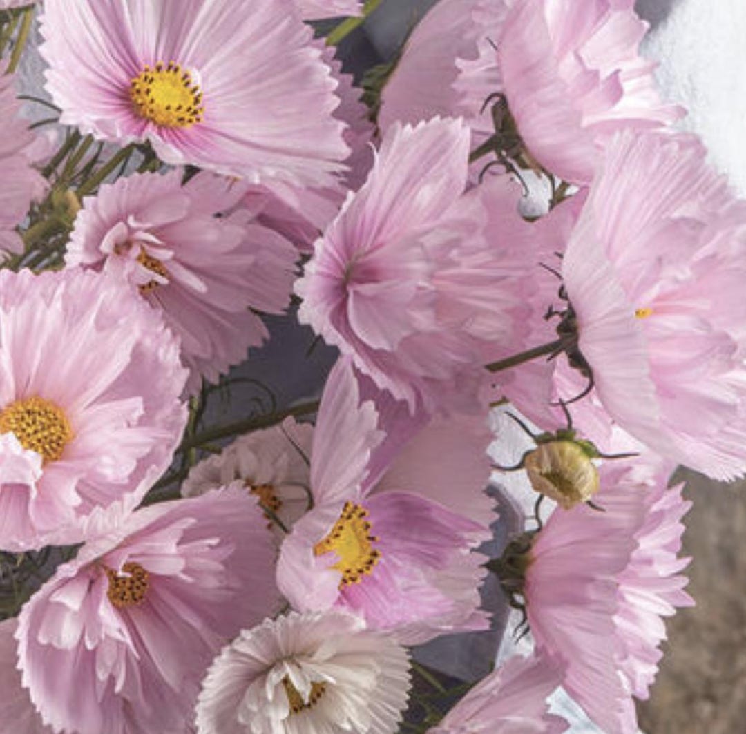 Cosmos Cupcakes Blush X 25 Seeds - Etsy