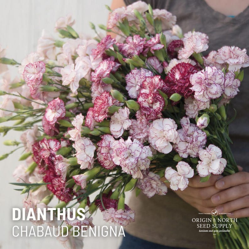 Chabaud Benigna Dianthus 50 Seeds, Cut Flower Seeds - Etsy