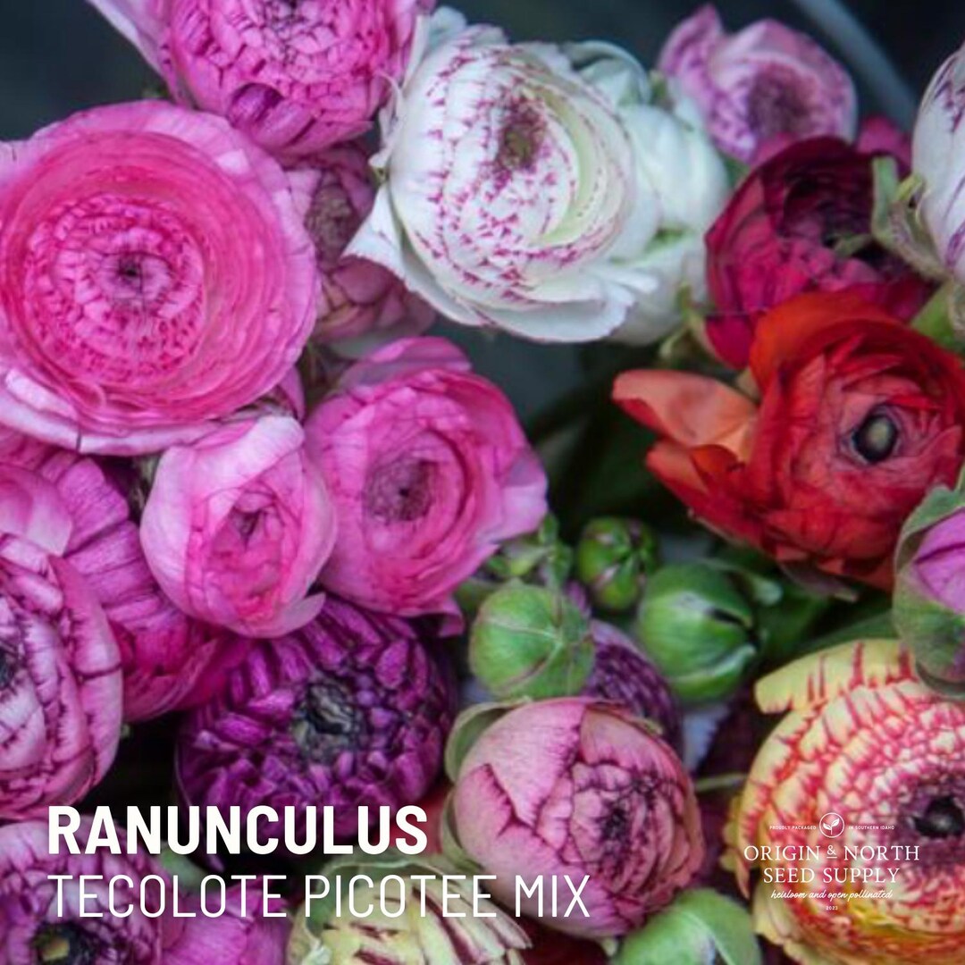 Picotee Mix Tecolote Ranunculus Corms, Cut Flower Seeds - Etsy