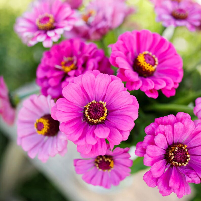 Zinnia Dream X 25 Seeds - Etsy
